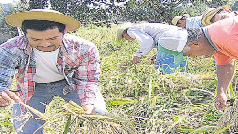 CULTURA – Municipio de Macaracas
